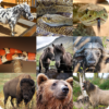 Sounddogs Wild Animals Sound Effects Library | Bears, Horses, Snakes